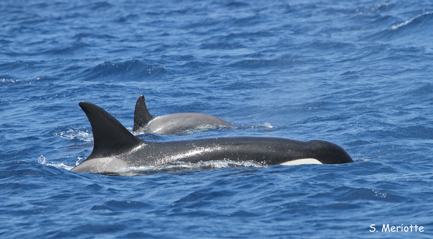 Espagne : Orques à Gibraltar – Balades naturalistes
