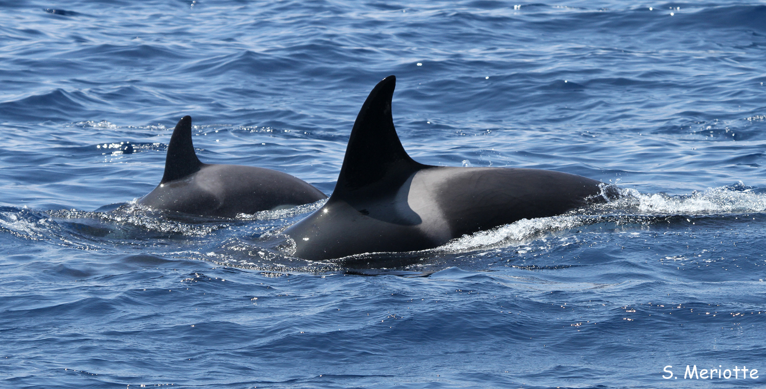 Orque (5) – Balades naturalistes