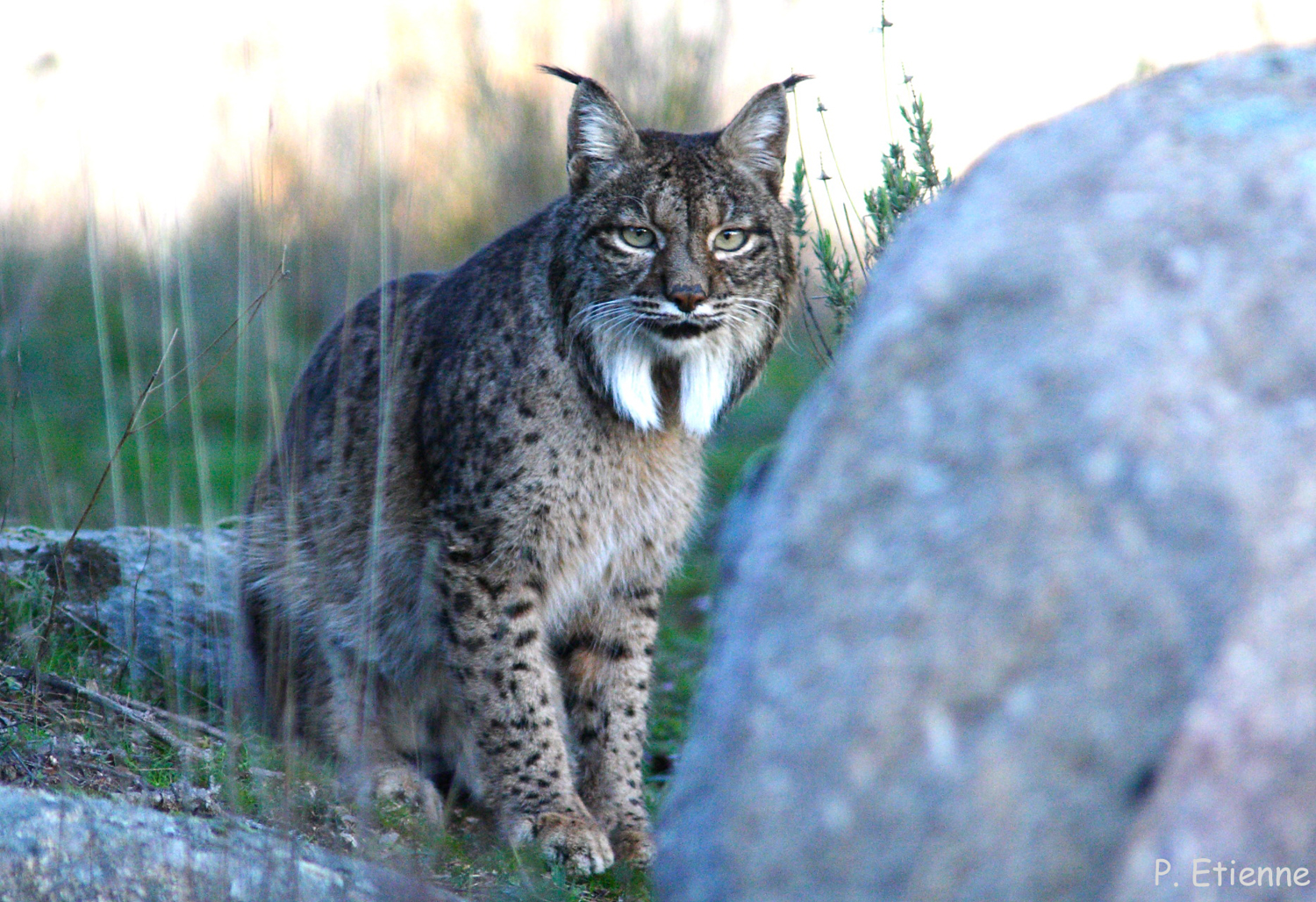 lynx-pardelle – Balades naturalistes