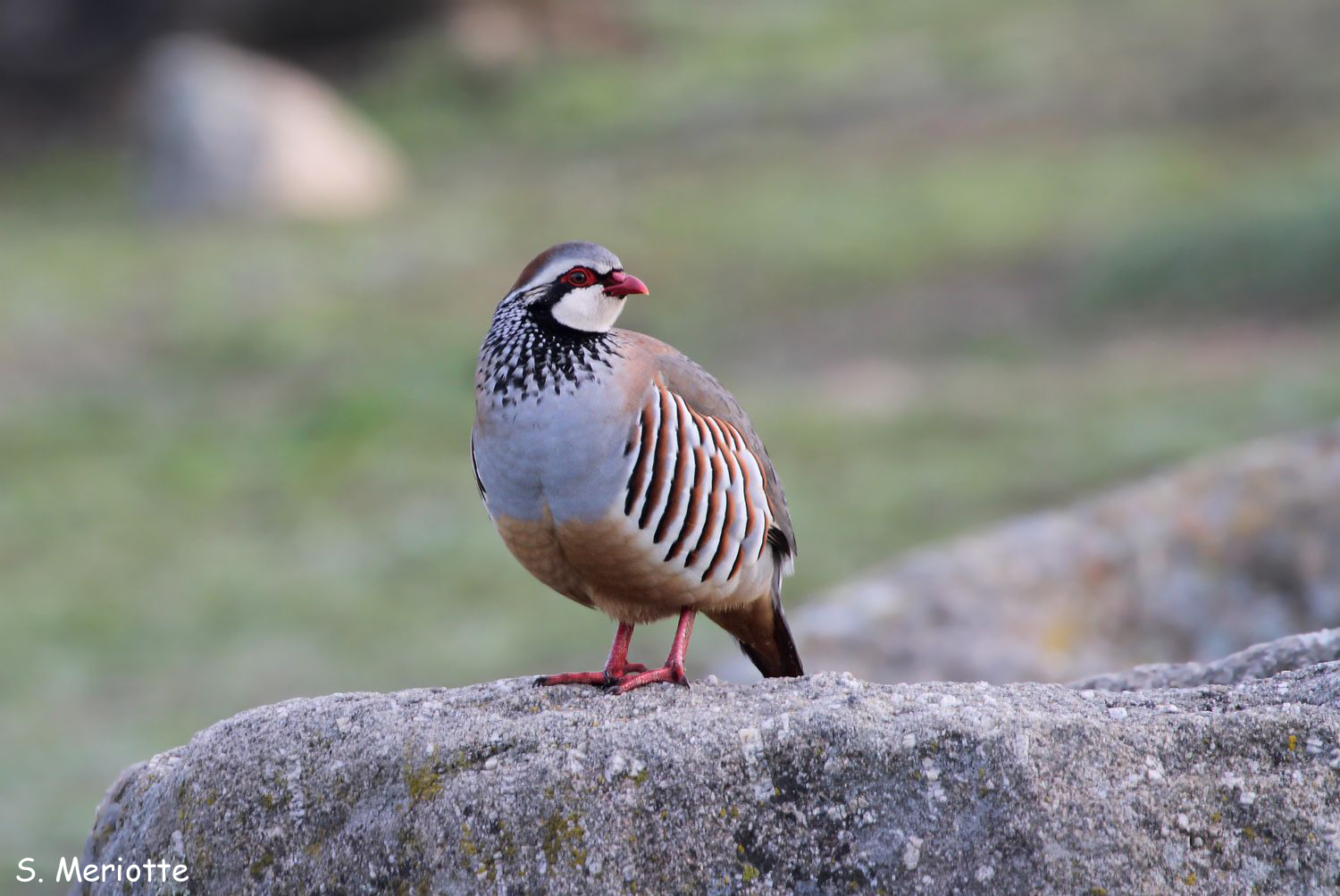 Galliformes – Balades naturalistes
