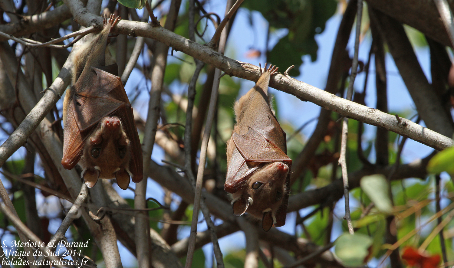 Chiroptera – Balades naturalistes