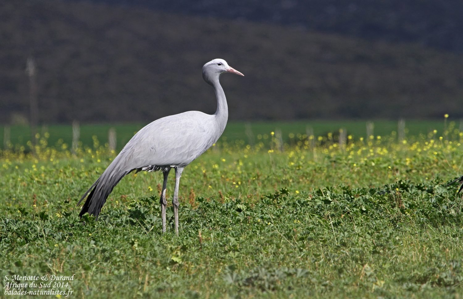 Gruiformes - Balades naturalistes