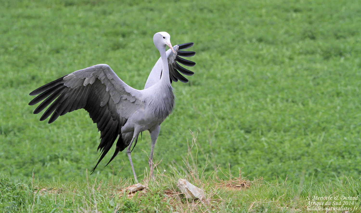 Gruiformes - Balades naturalistes