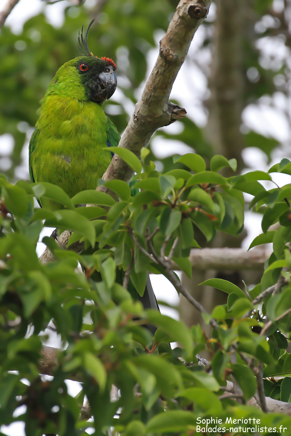 Perruche d'Ouvéa - Ouvea Parakeet - Eunymphicus uvaeensis - Balades ...
